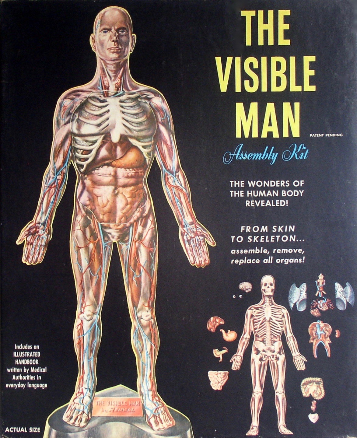 The Renwal Visible Man